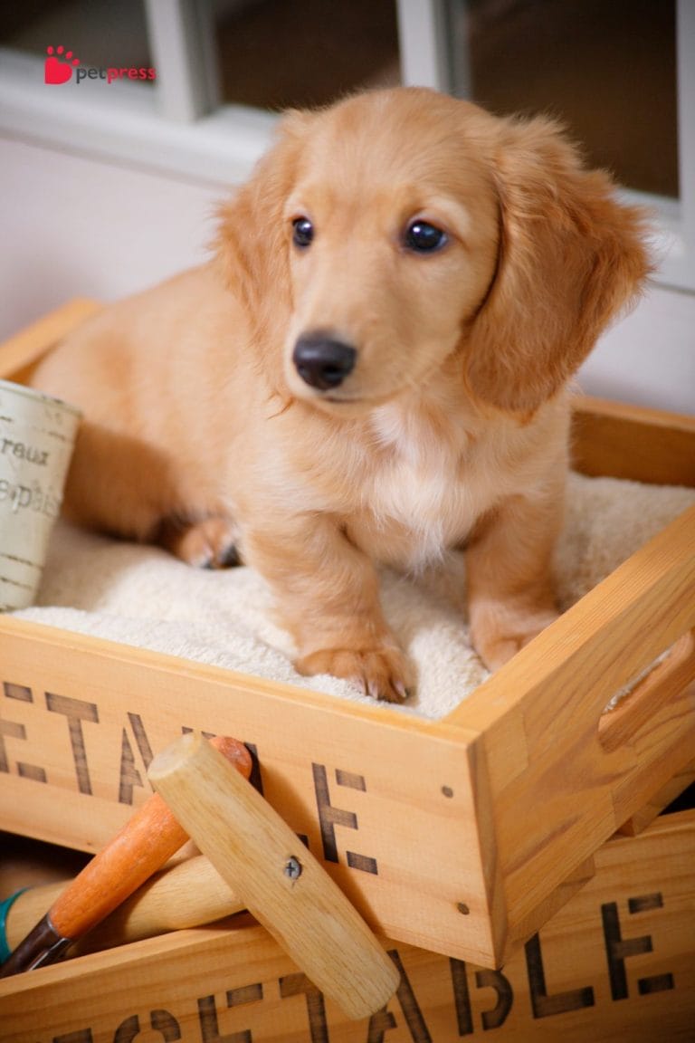 How to Prepare Your Pet for a Long-Distance Move - PetPress