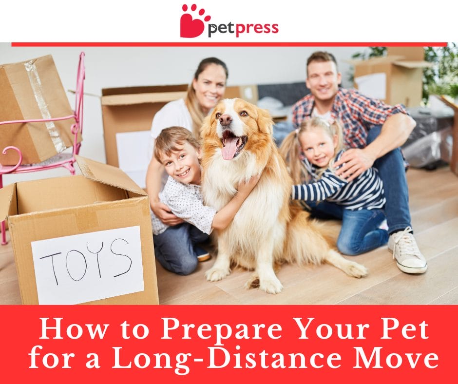 How to Prepare Your Pet for a Long-Distance Move - PetPress