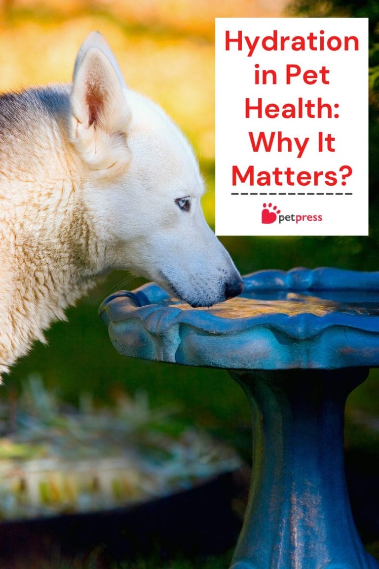 Hydration in Pet Health: Why It Matters? - PetPress