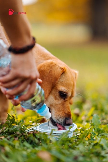 Hydration in Pet Health: Why It Matters? - PetPress