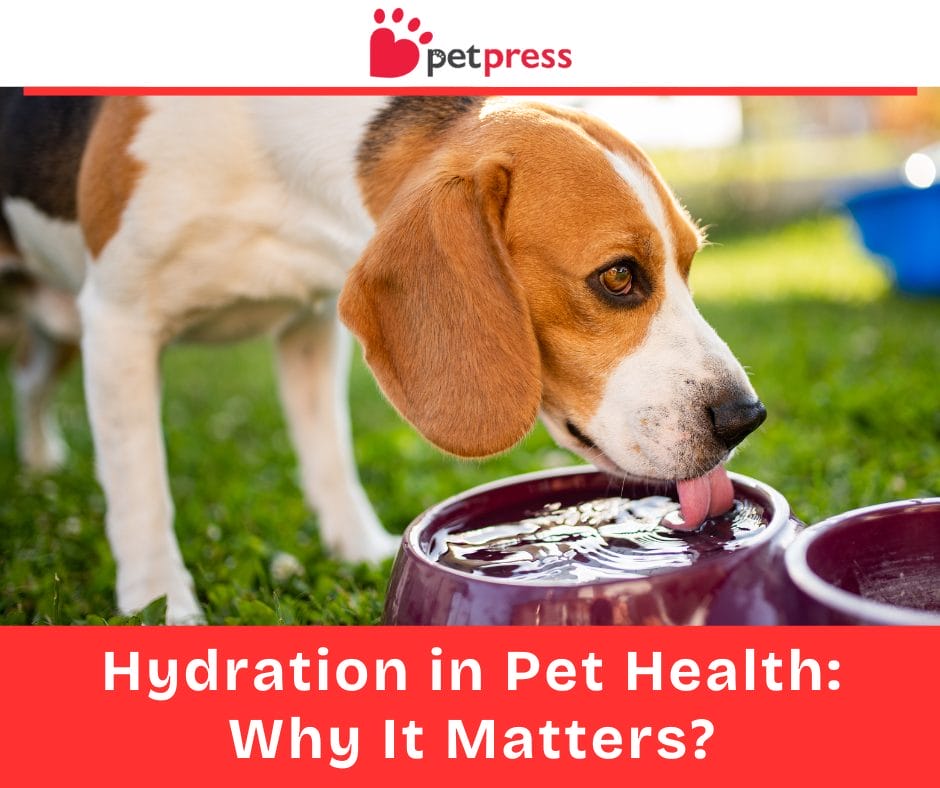 Hydration in Pet Health: Why It Matters? - PetPress