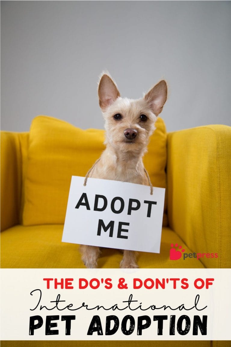 The Do's & Don'ts of International Pet Adoption - PetPress