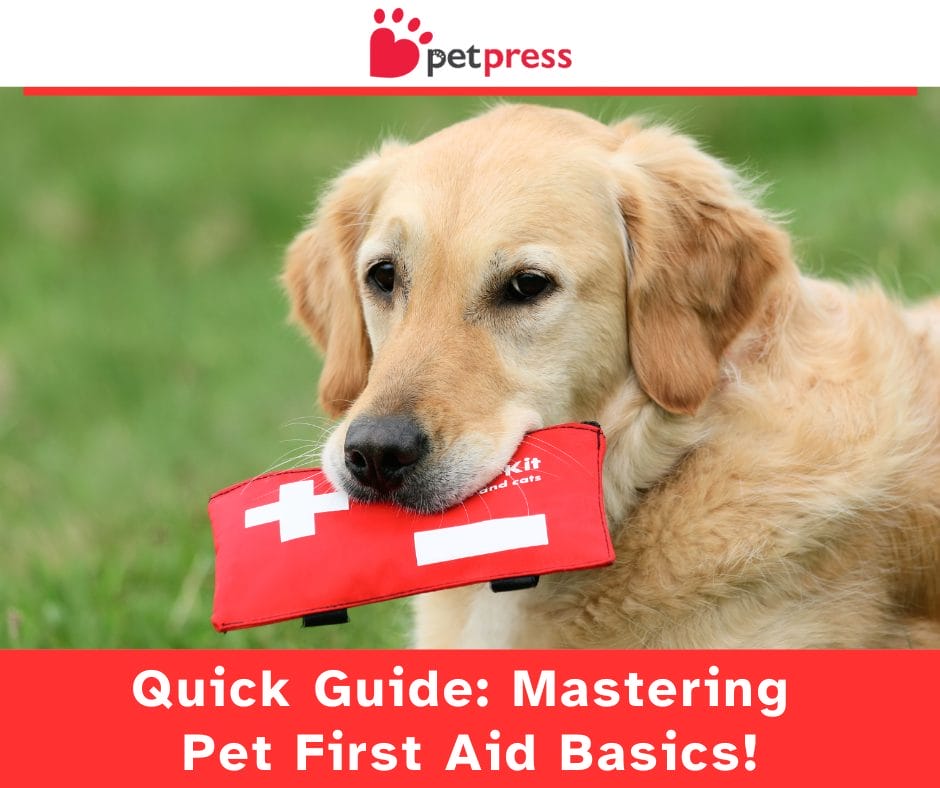 Quick Guide: Mastering Pet First Aid Basics! - PetPress