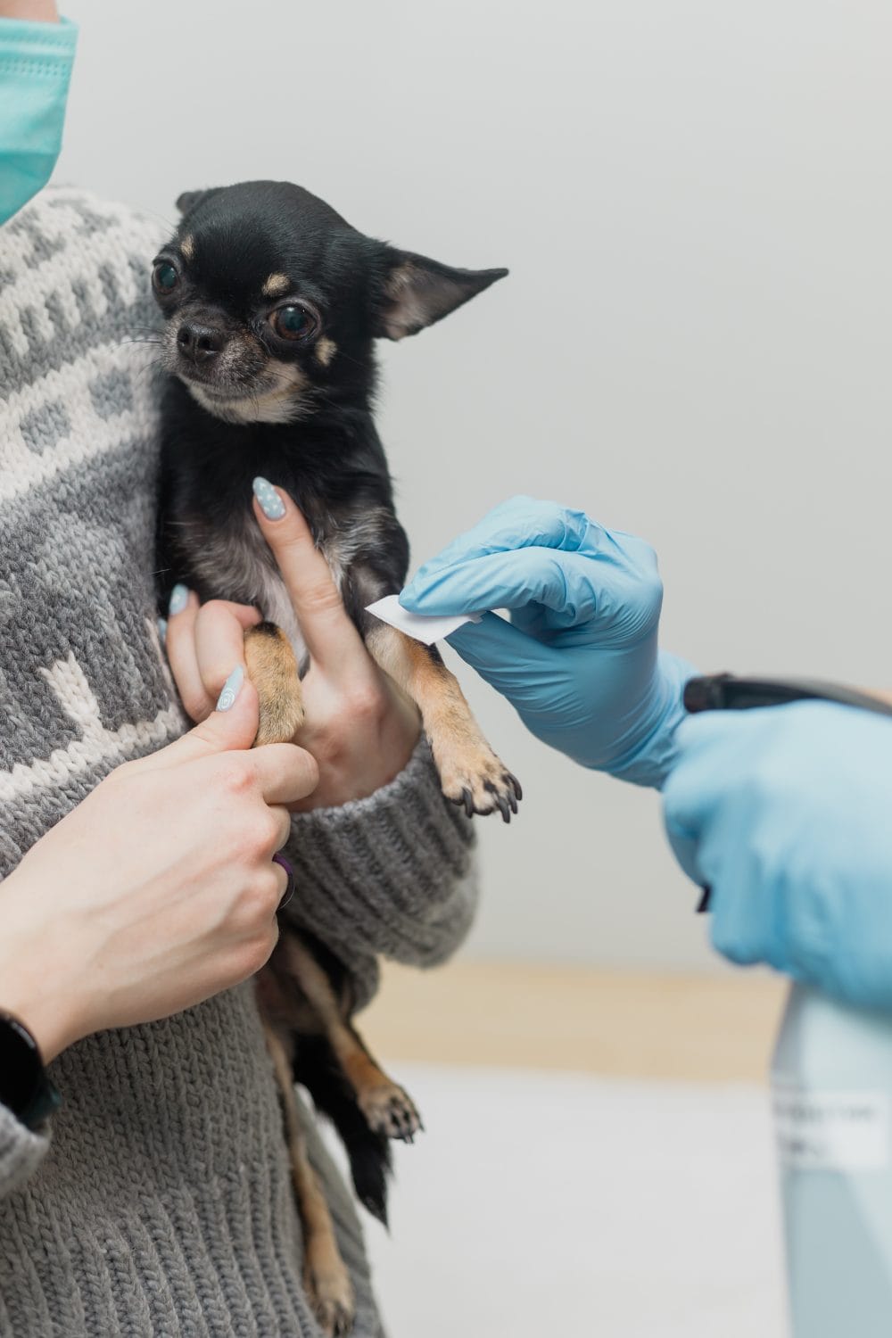 Quick Guide: Mastering Pet First Aid Basics! - PetPress