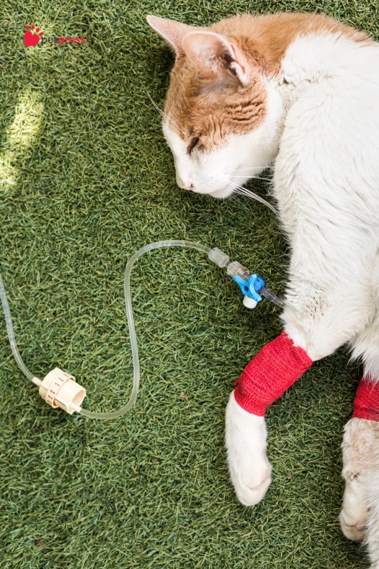 Quick Guide: Mastering Pet First Aid Basics! - PetPress