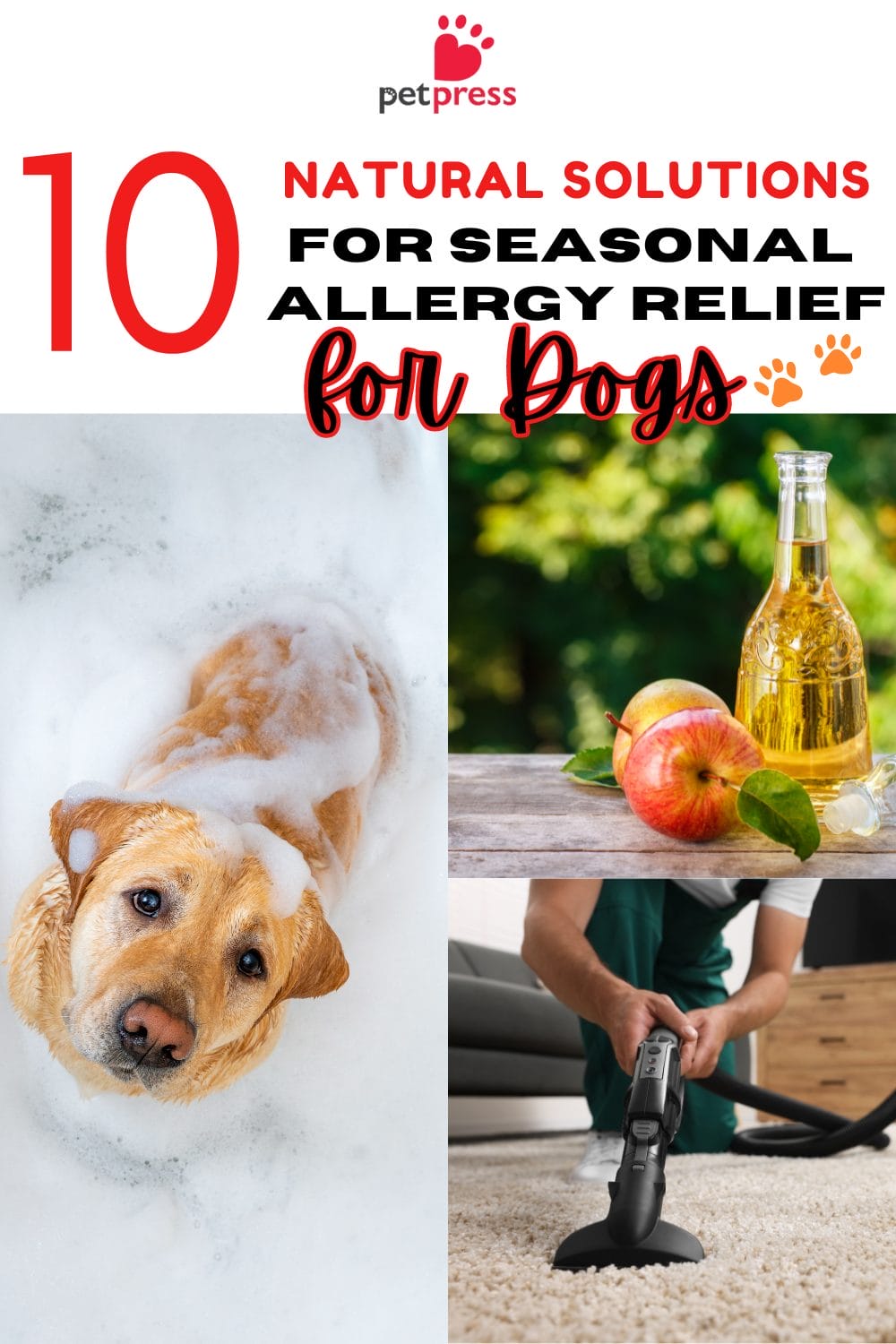 Top 10 Natural Solutions for Seasonal Allergy Relief for Dogs - PetPress