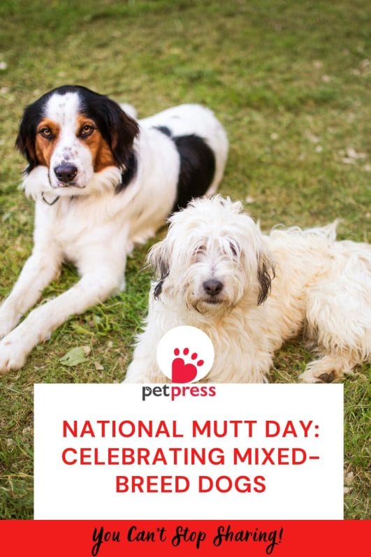 National Mutt Day: Celebrating Mixed-Breed Dogs - PetPress
