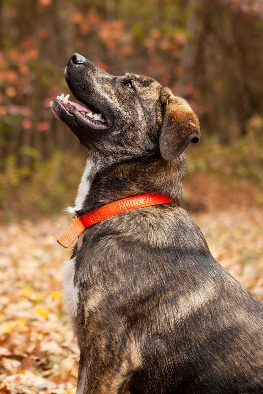 National Mutt Day: Celebrating Mixed-Breed Dogs - PetPress