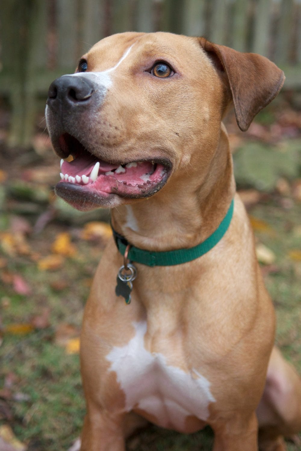 National Mutt Day: Celebrating Mixed-Breed Dogs - PetPress