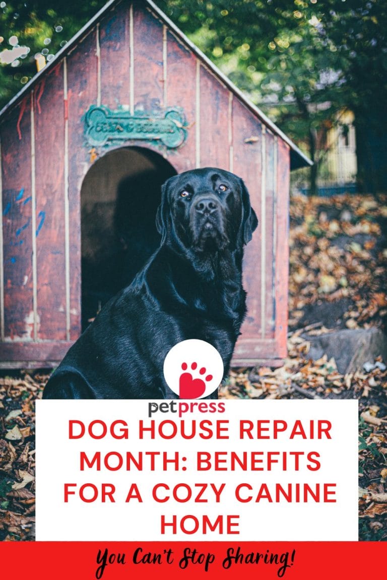 Dog House Repair Month: Benefits for a Cozy Canine Home - PetPress