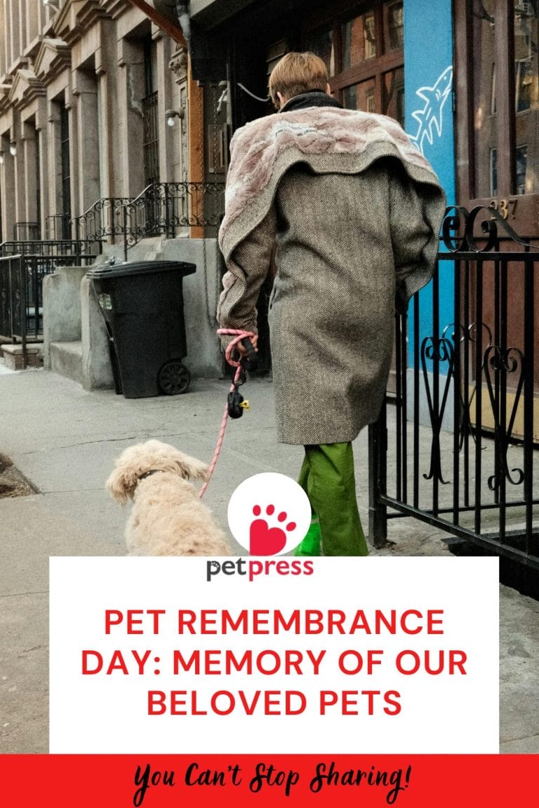 Pet Remembrance Day: Memory of Our Beloved Pets - PetPress