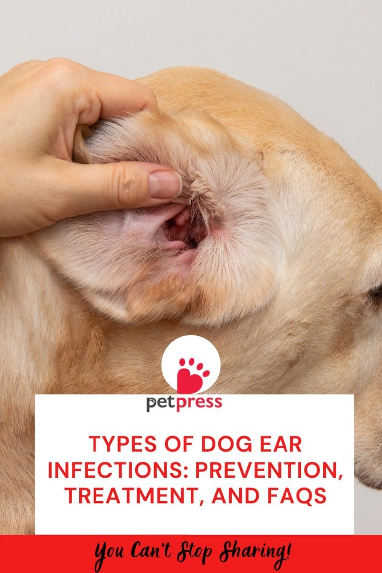 Types of Dog Ear Infections: Prevention, Treatment, and FAQs - PetPress
