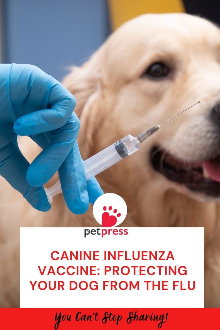 Canine Influenza Vaccine: Protecting Your Dog from the Flu - PetPress