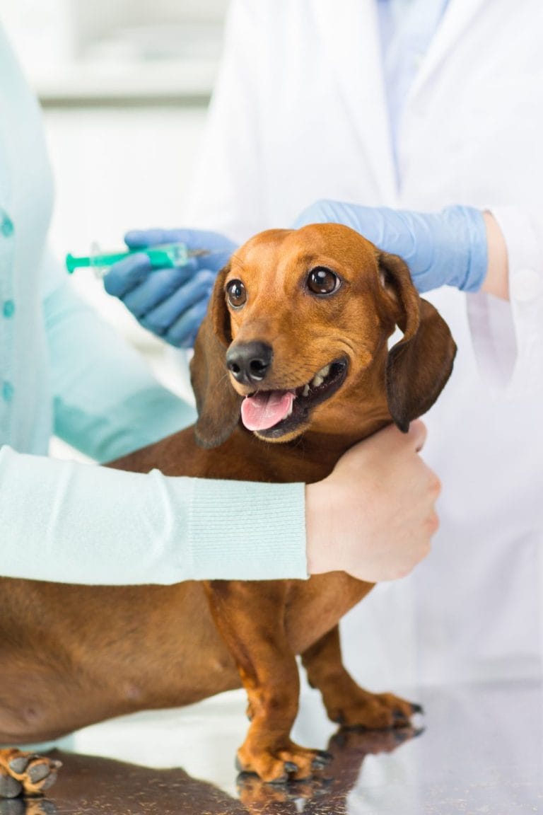 Canine Influenza Vaccine: Protecting Your Dog from the Flu - PetPress