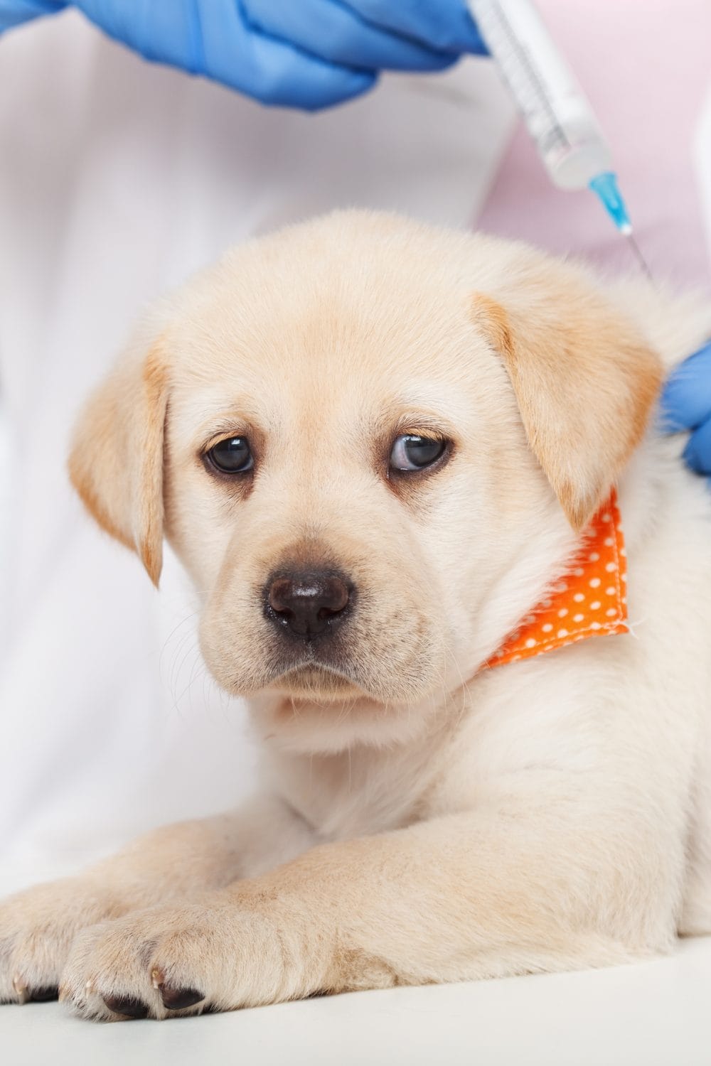 Canine Influenza Vaccine: Protecting Your Dog from the Flu - PetPress