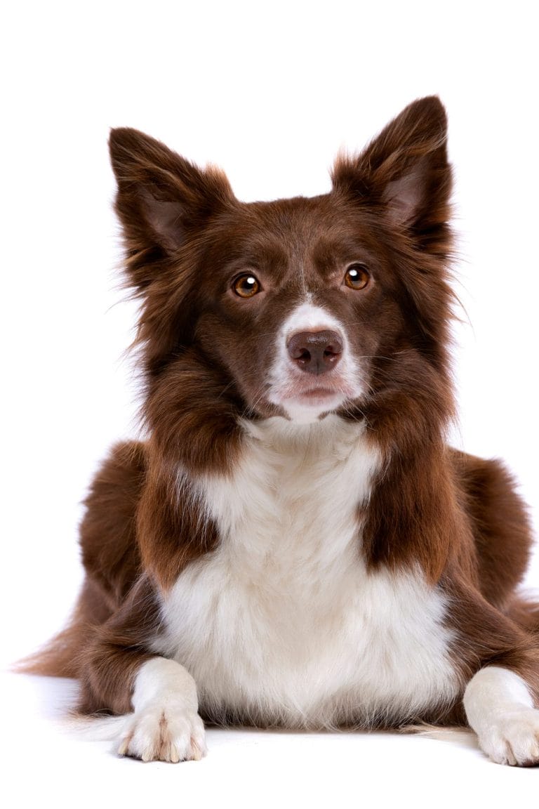 World Collie Day: Celebrating the Intelligence and Loyalty of Collies ...