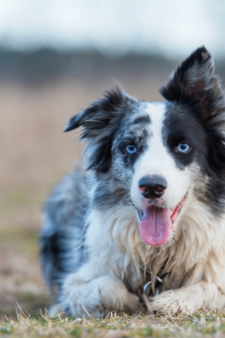 World Collie Day: Celebrating the Intelligence and Loyalty of Collies ...
