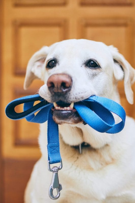 Leash Training a Reactive Dog: Essential Tips and Techniques - PetPress