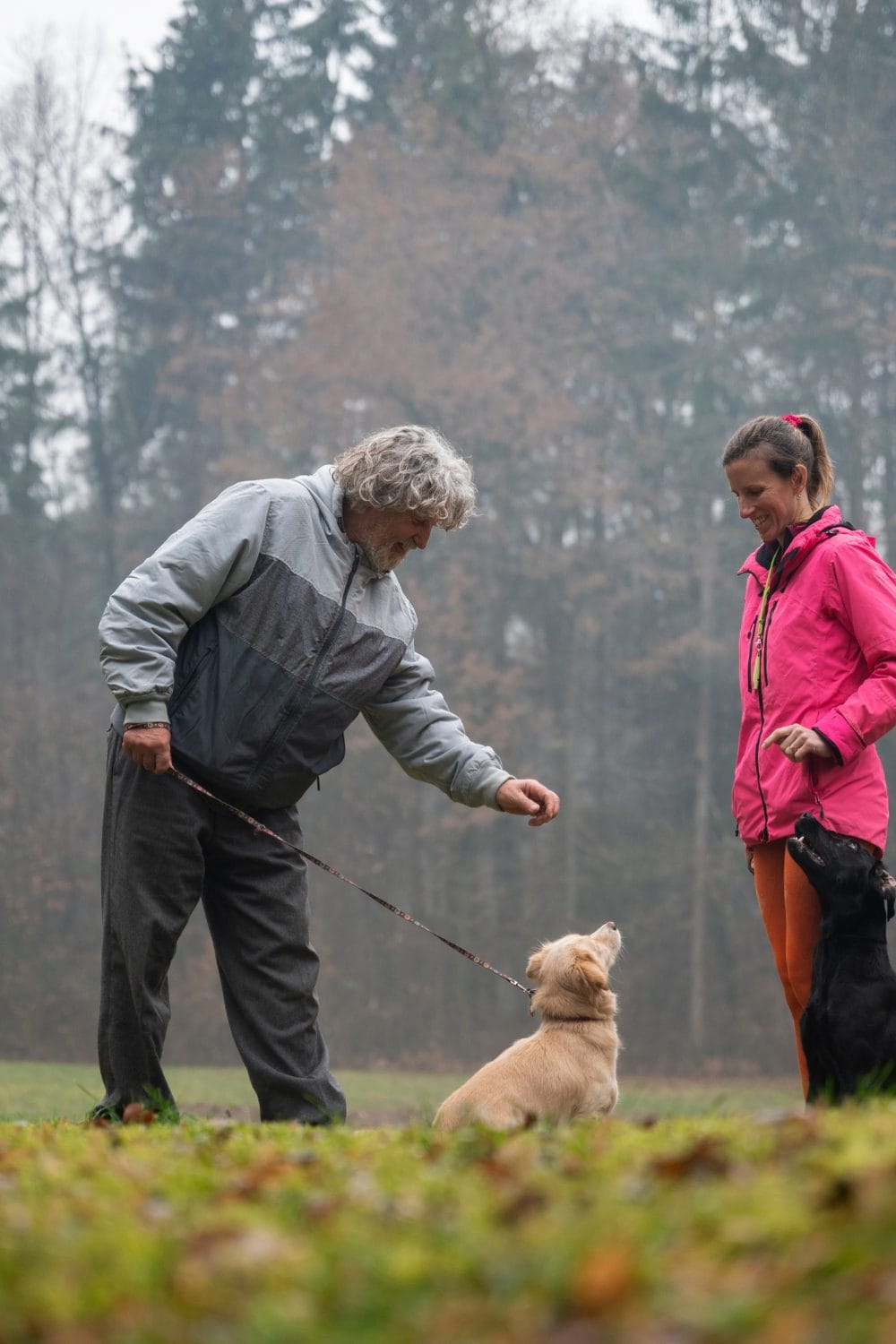 Leash Training a Reactive Dog: Essential Tips and Techniques - PetPress