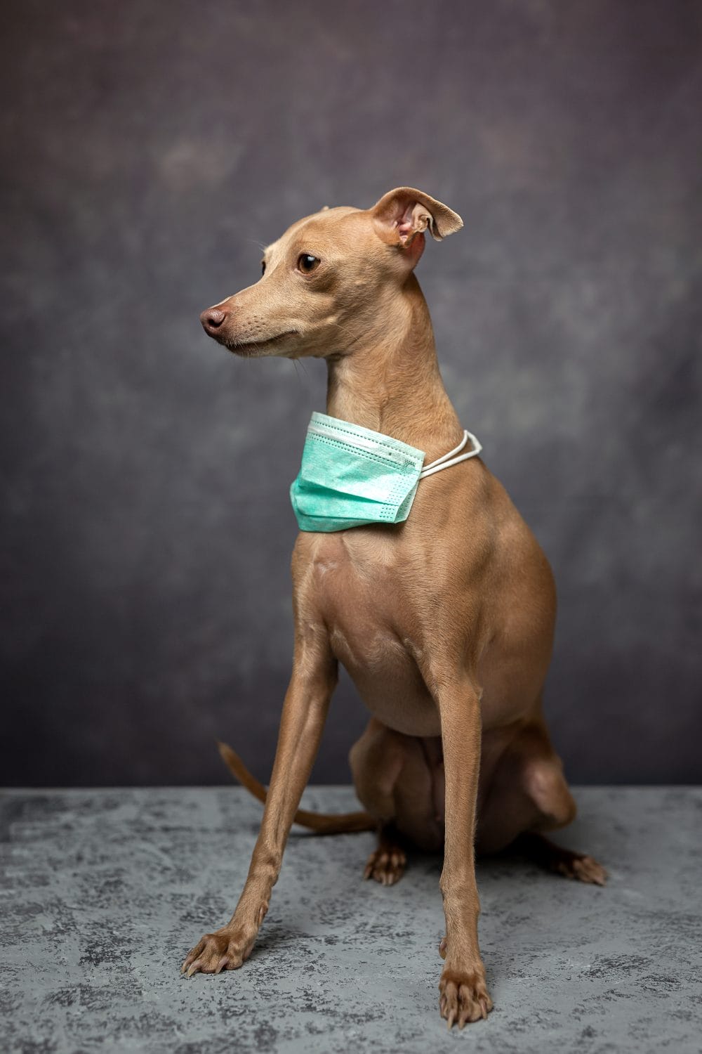 Home Remedies for Dog Wheezing: Solutions for Your Pet's Health - PetPress
