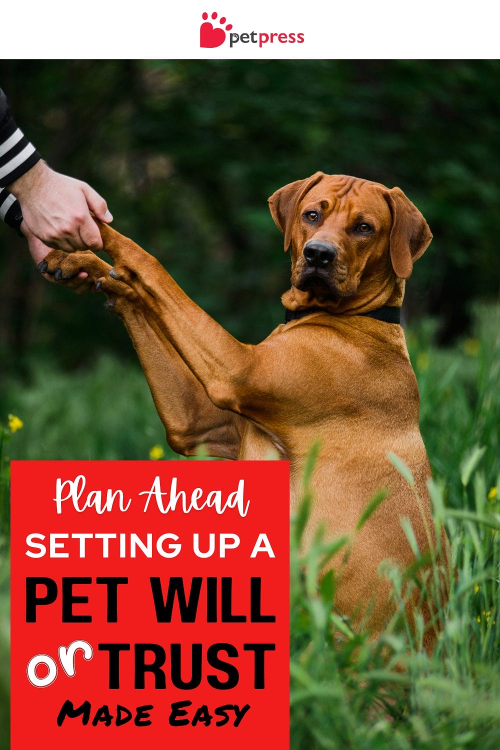 Plan Ahead: Setting up a Pet Will or Trust Made Easy - PetPress
