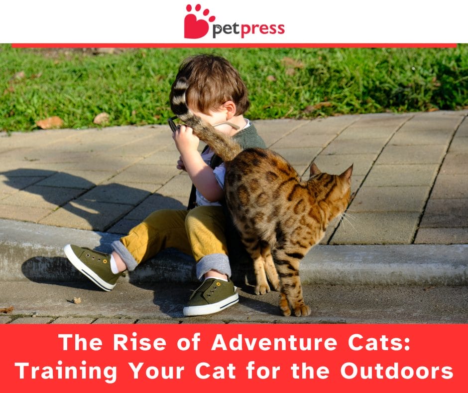 The Rise of Adventure Cats: Training Your Cat for the Outdoors - PetPress