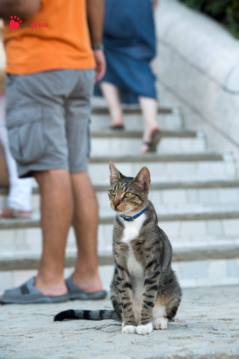 The Rise of Adventure Cats: Training Your Cat for the Outdoors - PetPress