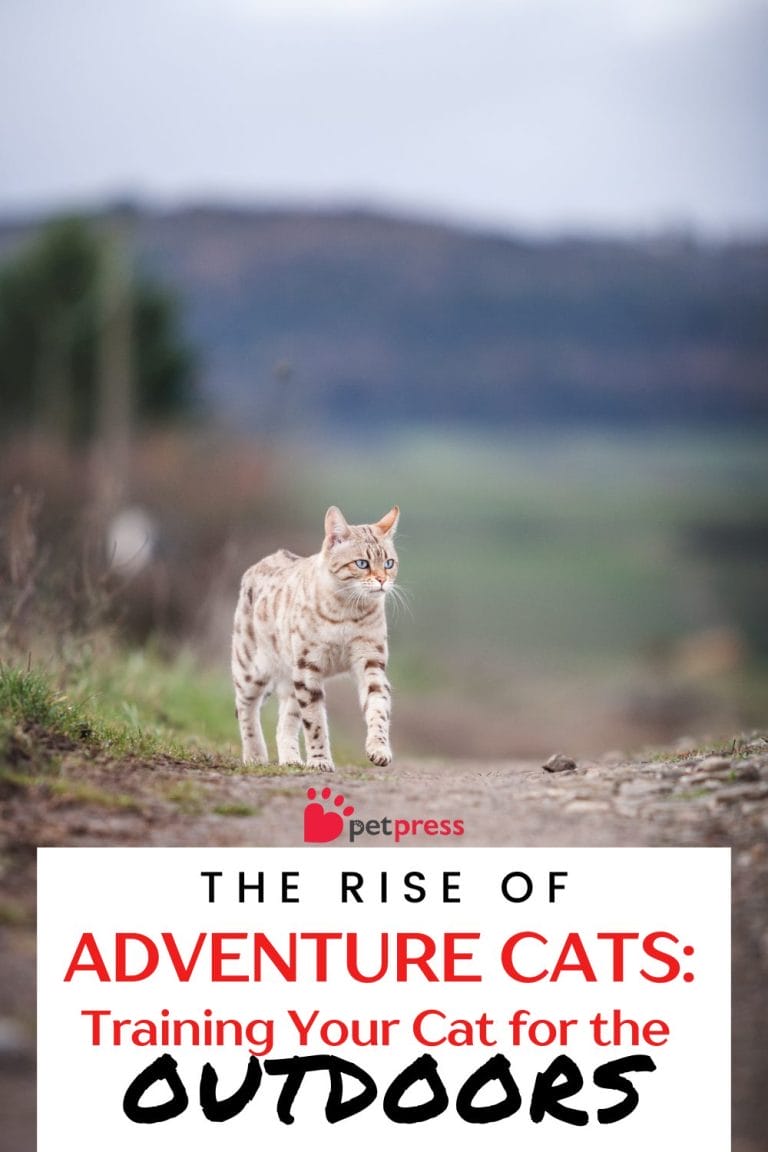 The Rise of Adventure Cats: Training Your Cat for the Outdoors - PetPress