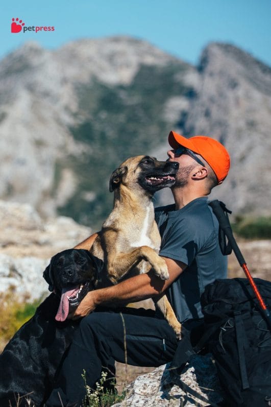 Ultimate Travel Kit for Your Pet: 5 Must-Have Items - PetPress