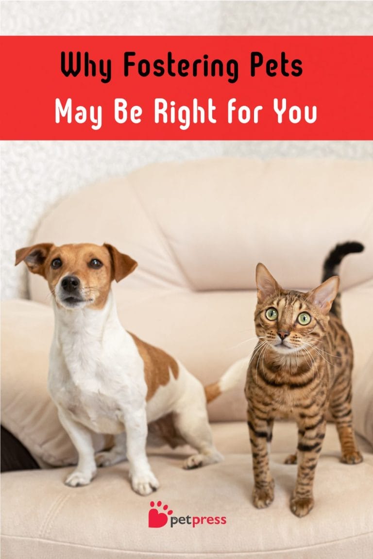 Why Fostering Pets May Be Right for You - PetPress