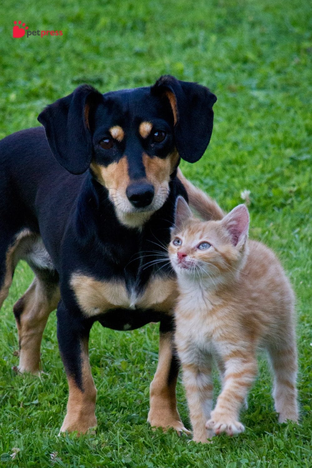 Why Fostering Pets May Be Right for You - PetPress