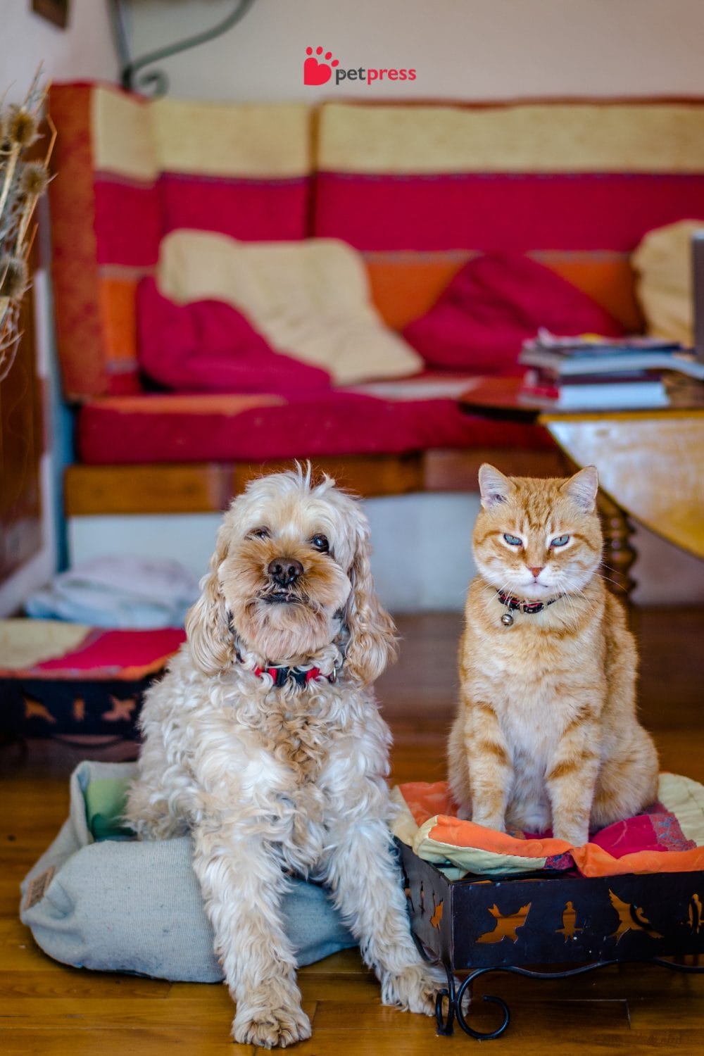 Why Fostering Pets May Be Right for You - PetPress