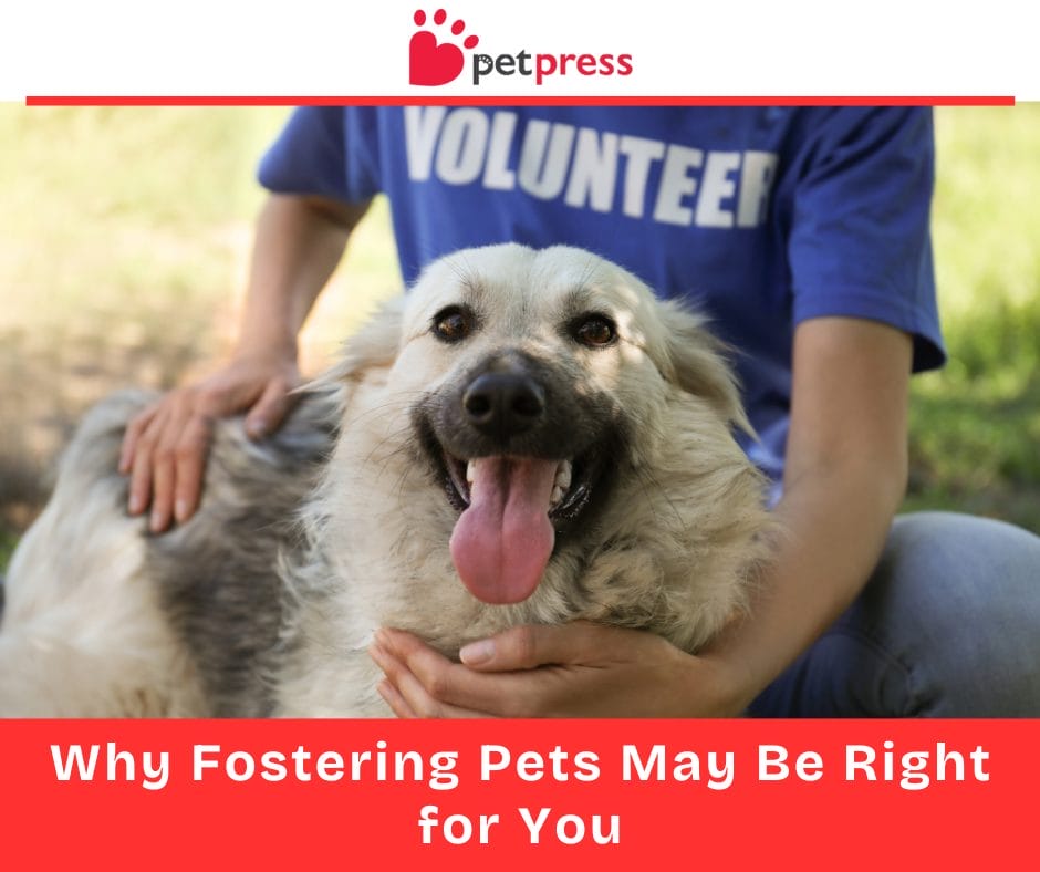 Why Fostering Pets May Be Right for You - PetPress