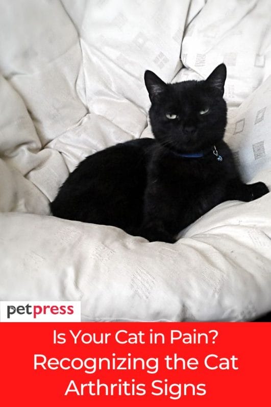 Is Your Cat in Pain? Recognizing the Cat Arthritis Signs