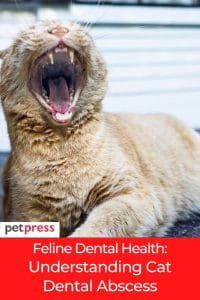 Feline Dental Health: Understanding Cat Dental Abscess