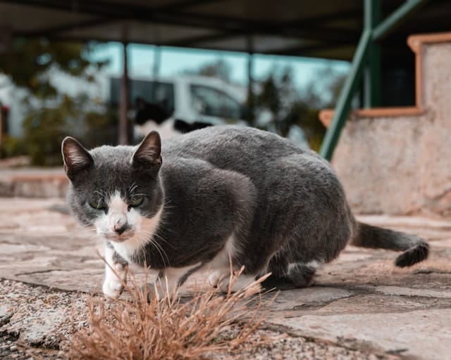 How To Get Rid Of Cat Ear Mites Saying Goodbye To Scratches