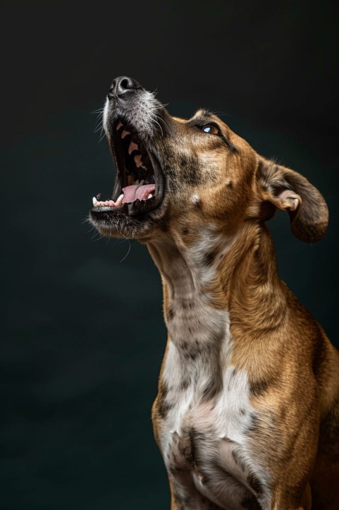 Why is My Dog Choking? Understanding the Causes and Taking Action Why is My Dog Choking? Understanding the Causes and Taking Action