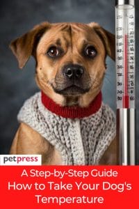A Step-by-Step Guide: How to Take Your Dog's Temperature