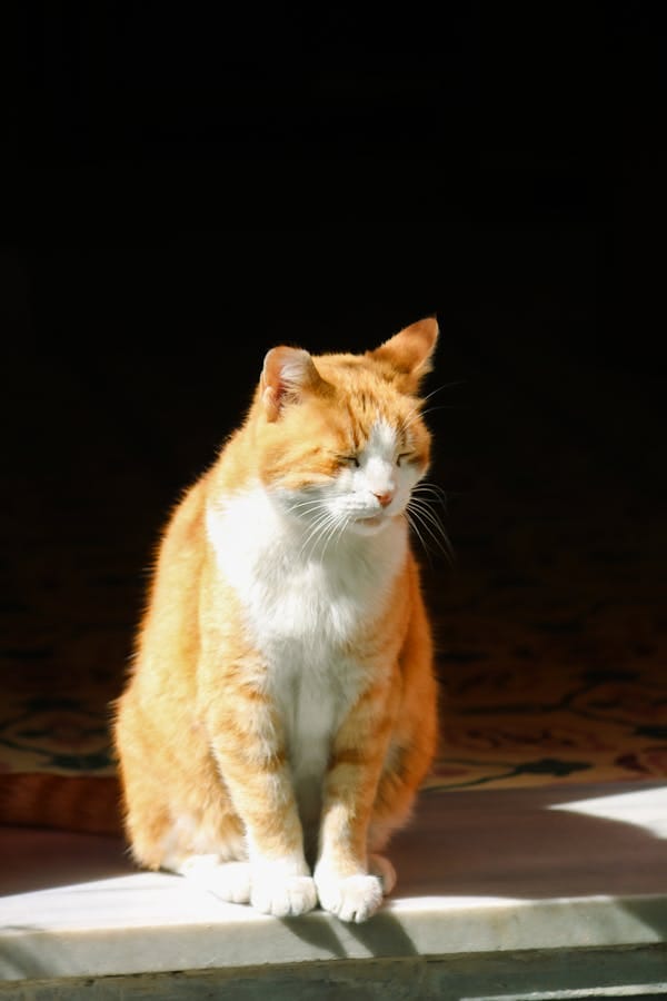Soft and Shiny: Ultimate Guides on How to Moisturize Cat Skin