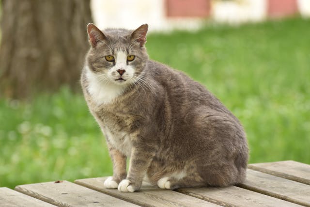 Soft and Shiny: Ultimate Guides on How to Moisturize Cat Skin