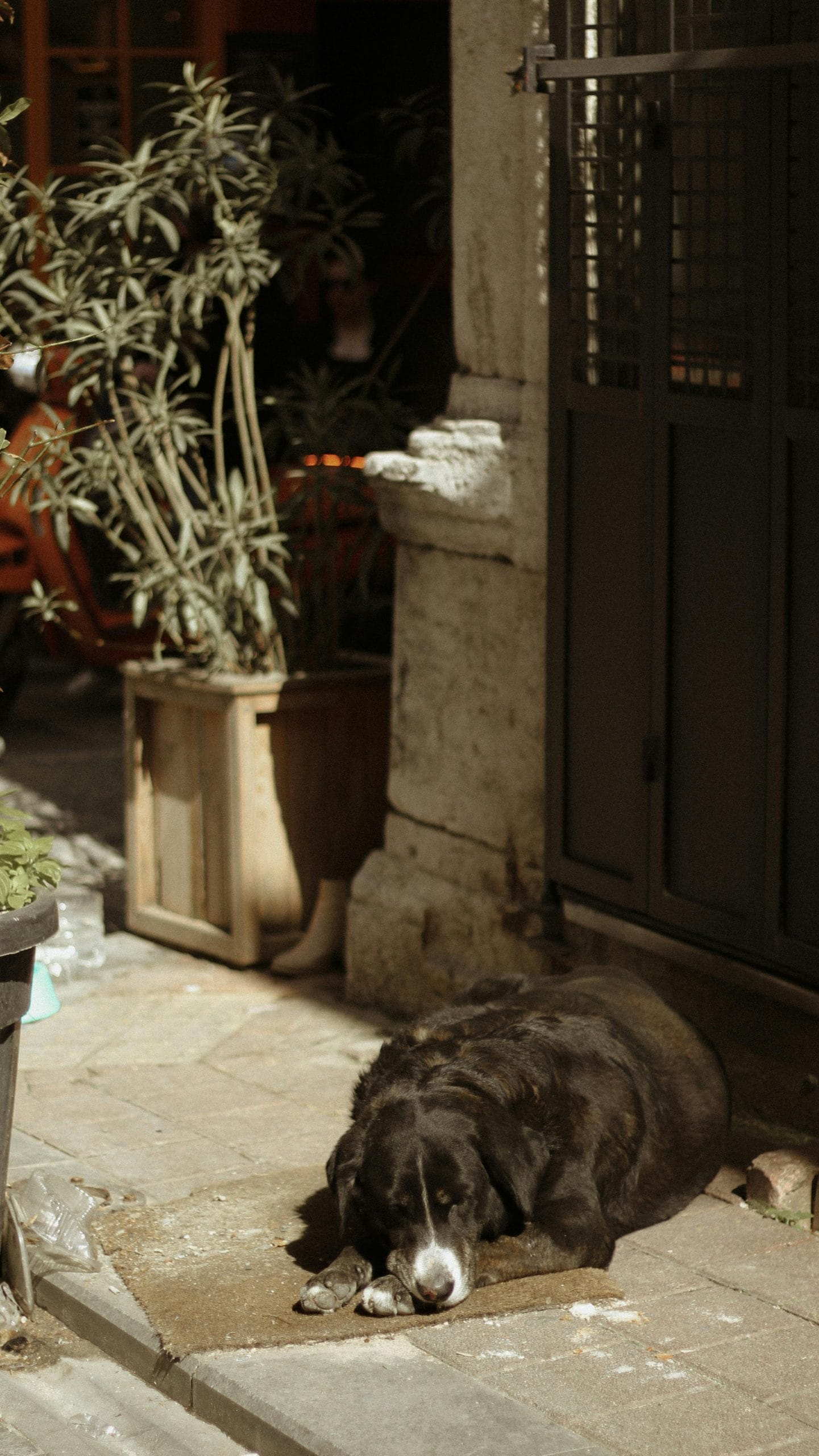 Dog Distemper Treatment: A Comprehensive Guide - PetPress