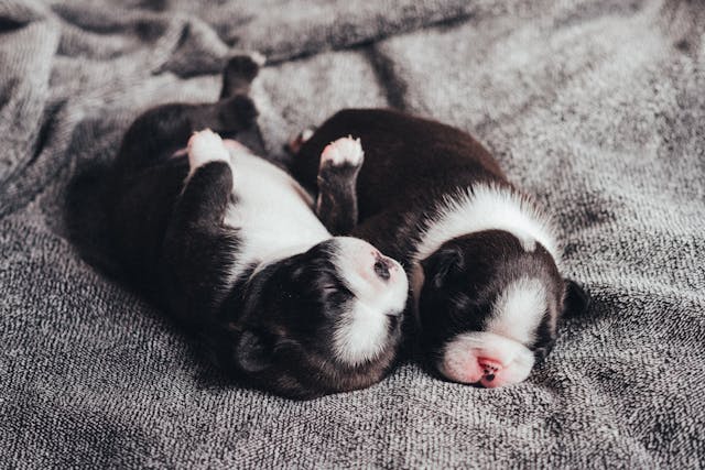 Raising the Runts: Essential Tips for Puppy Neonatal Care