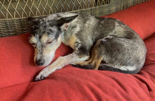 Difficult Decision: Find Out When to Euthanize Your Dog