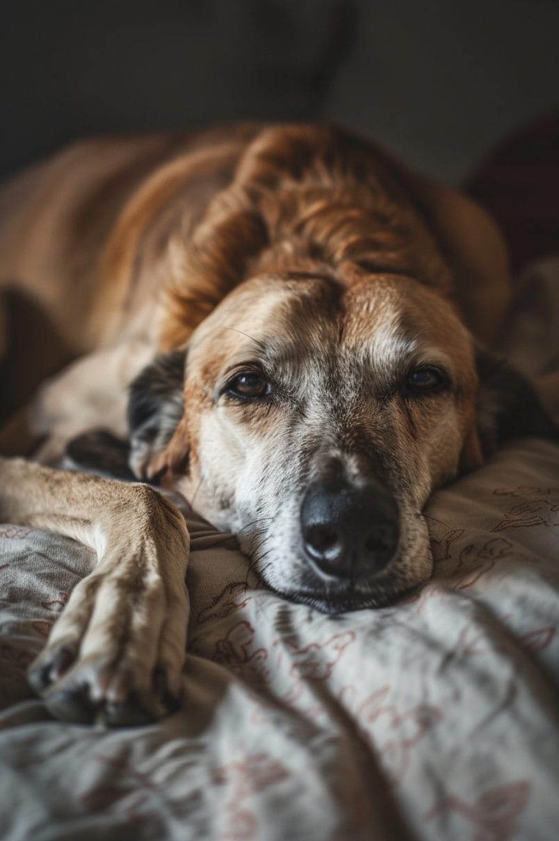 Difficult Decision: Find Out When to Euthanize Your Dog