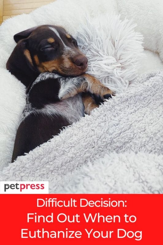 Difficult Decision: Find Out When to Euthanize Your Dog