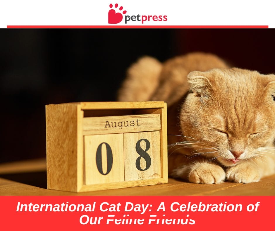 All Hail the Felines: Happy International Cat Day! - PetPress