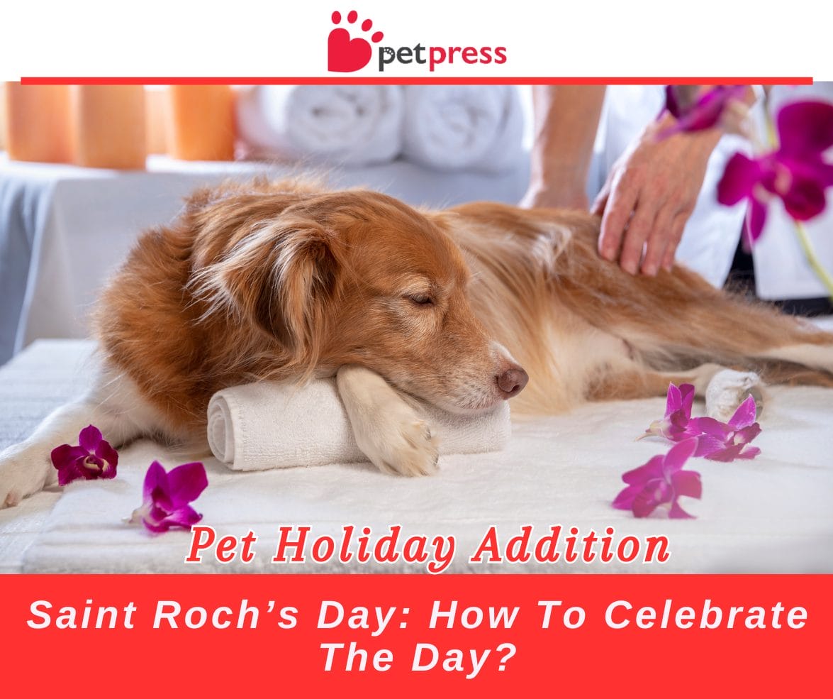 Saint Roch’s Day: How To Celebrate The Day? - PetPress