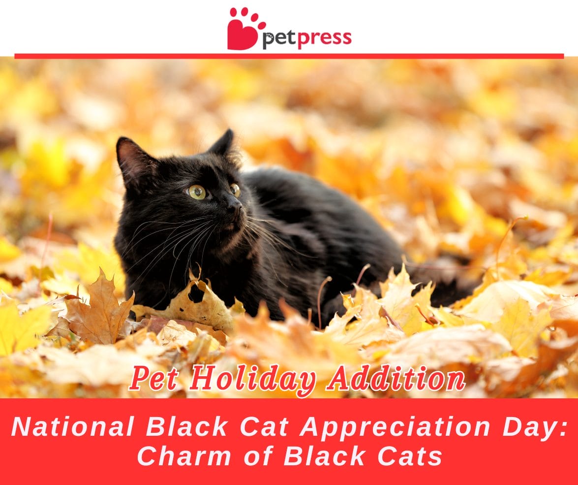 National Black Cat Appreciation Day: Charm of Black Cats - PetPress