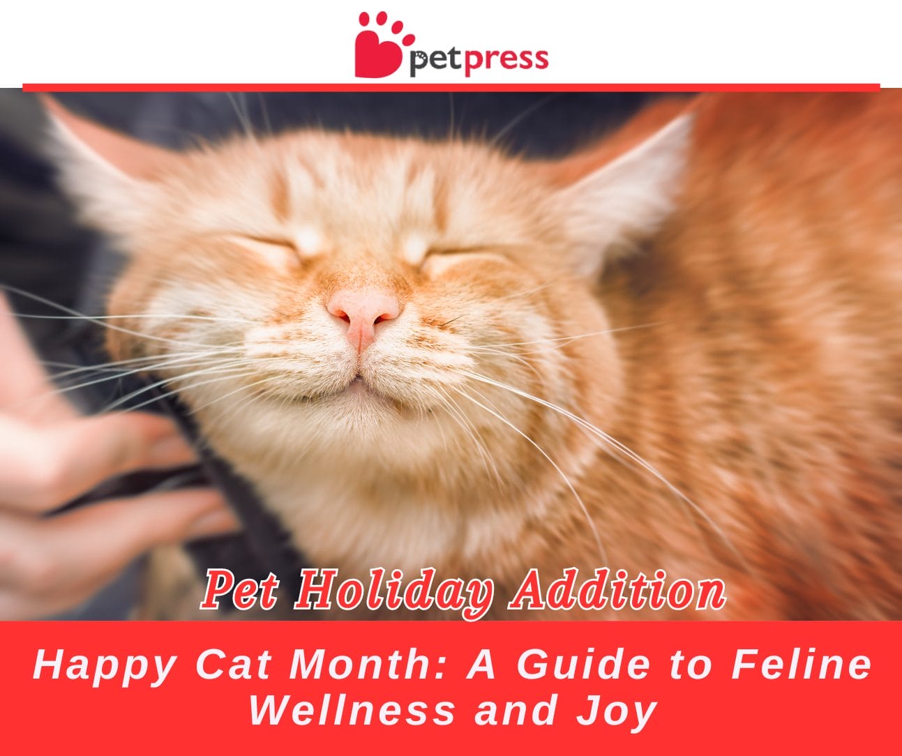 Happy Cat Month: A Guide to Feline Wellness and Joy - PetPress