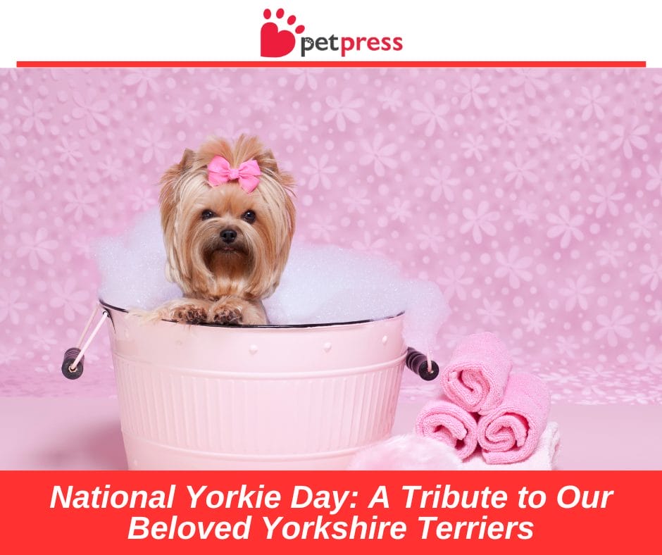 National Yorkie Day: A Tribute to Our Beloved Yorkshire Terriers - PetPress